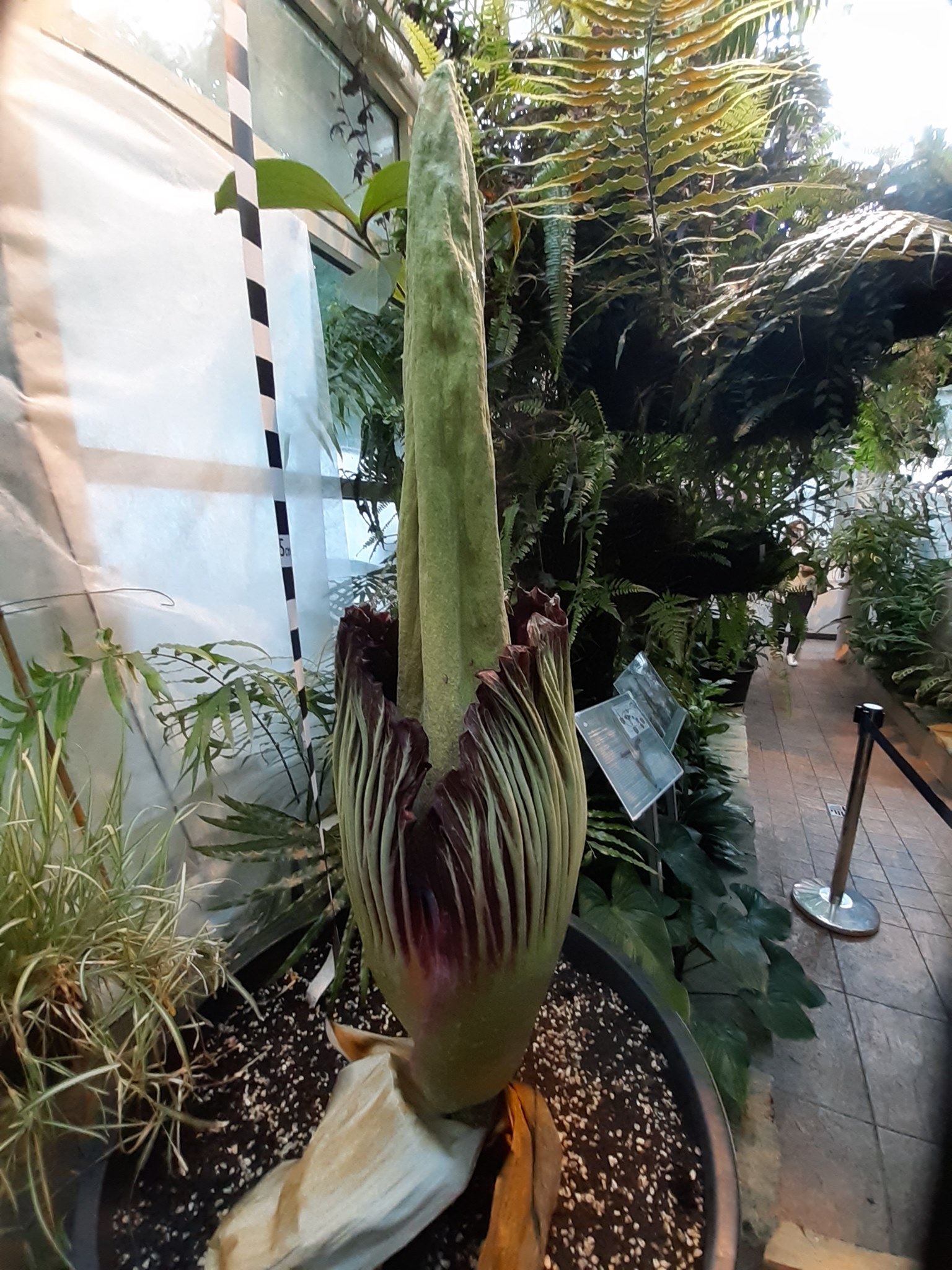 Piękna padlina - kuratorka szklarni opowiada o dziwidle olbrzymim