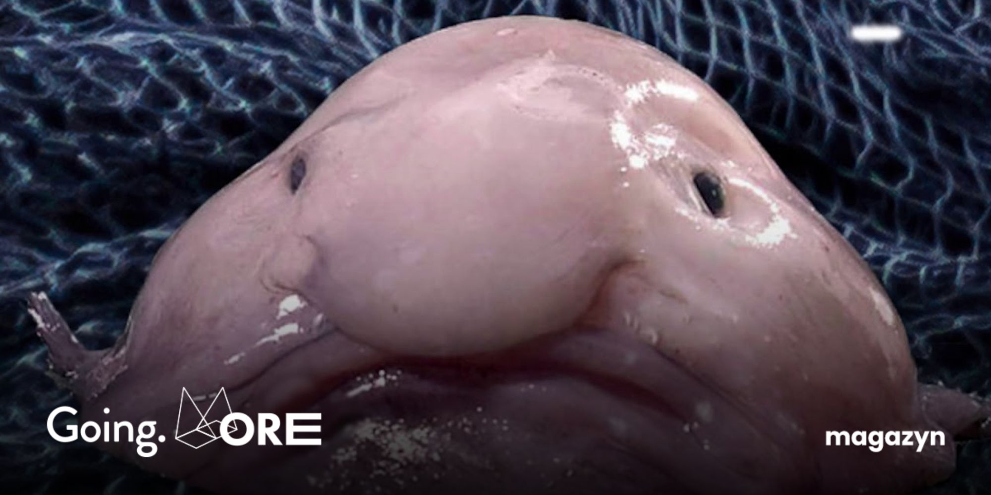 Blobfish okrzyknięty rybą roku w Nowej Zelandii